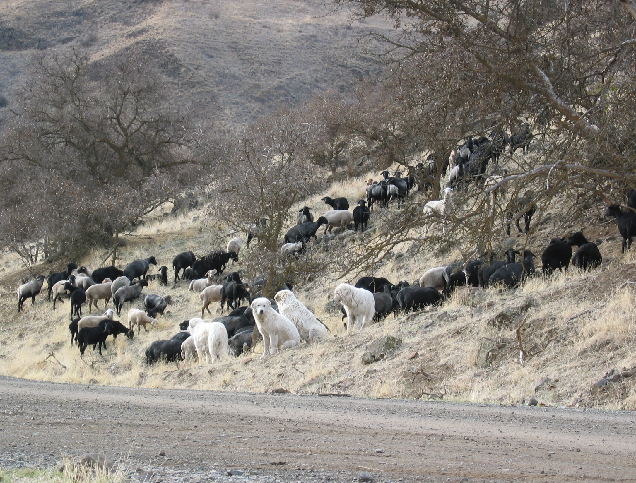 Gallery | Karakul Shepherds Alliance