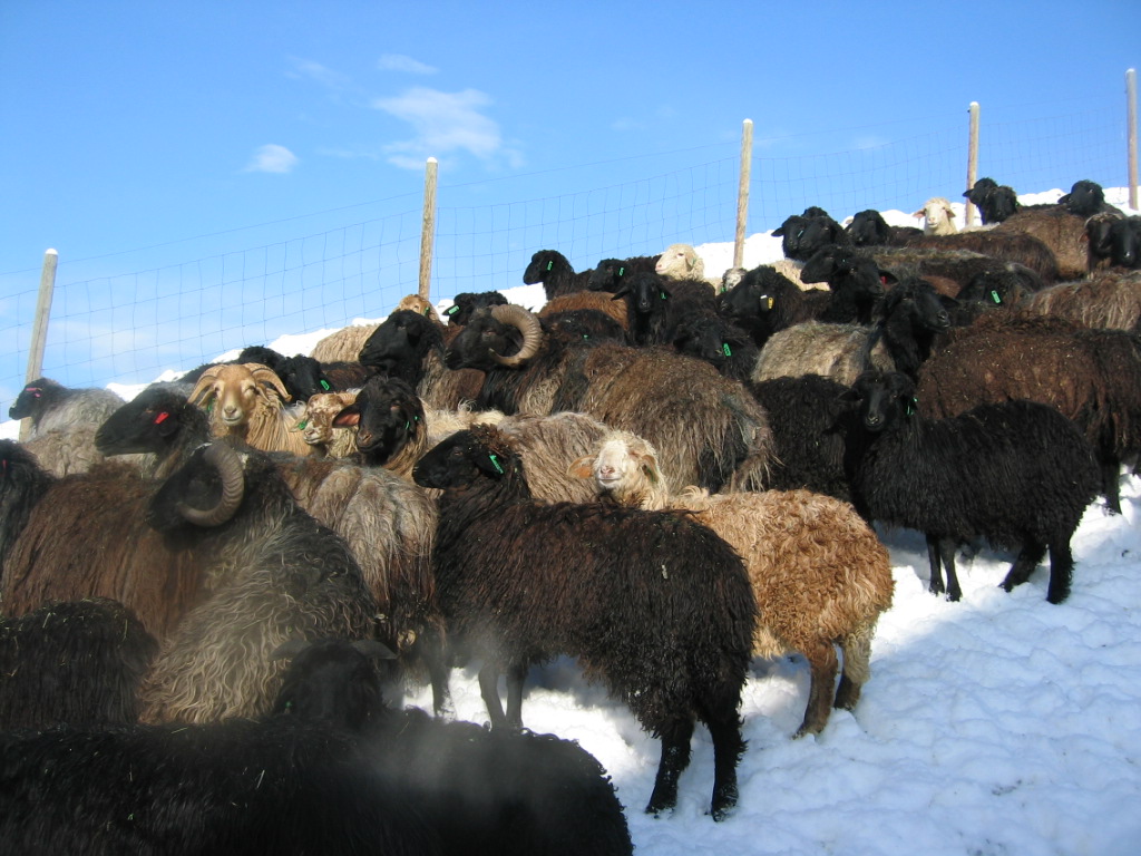 Karakul Shepherds Alliance | where the flocks gather