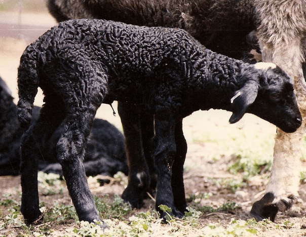 Karakul Sheep | Karakul Shepherds Alliance