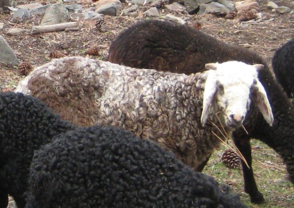 Gallery of Ears | Karakul Shepherds Alliance