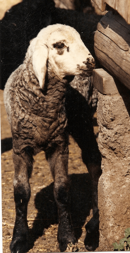 Gallery of Ears | Karakul Shepherds Alliance
