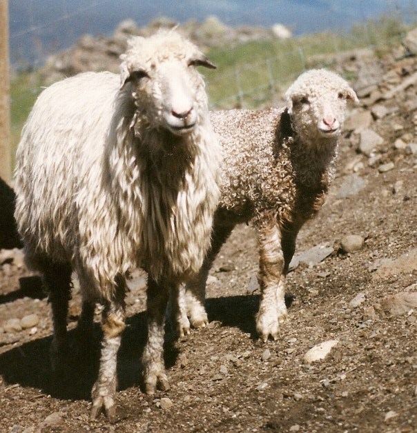 Gallery of Ears | Karakul Shepherds Alliance