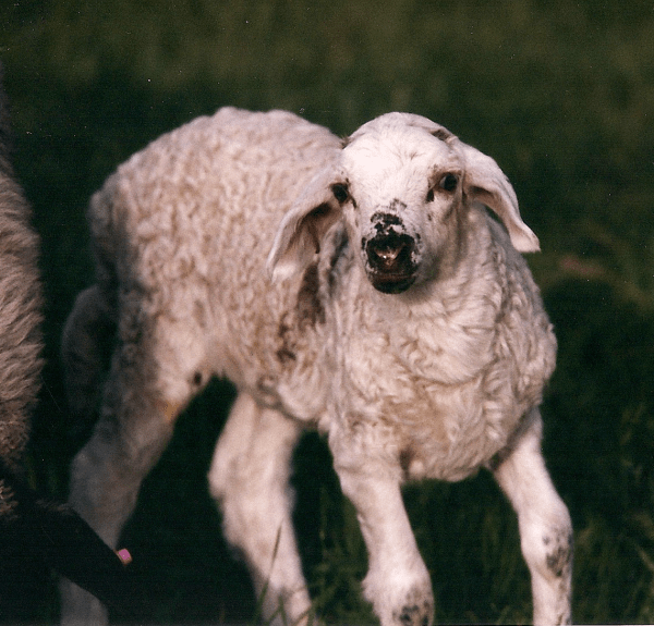 Gallery of Ears | Karakul Shepherds Alliance