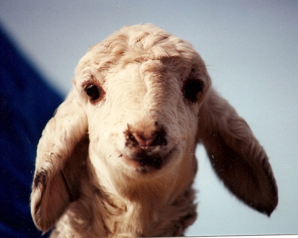 Gallery of Ears | Karakul Shepherds Alliance