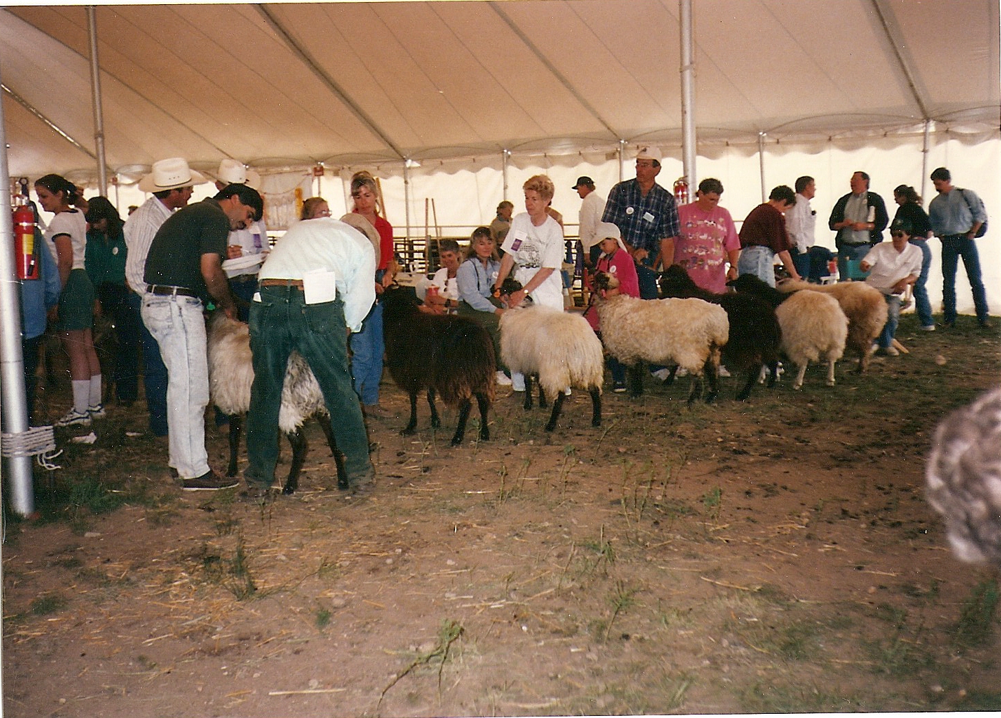 News | Karakul Shepherds Alliance