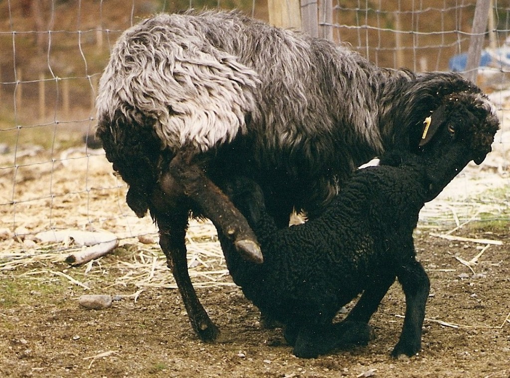 Karakul Shepherds Alliance | where the flocks gather