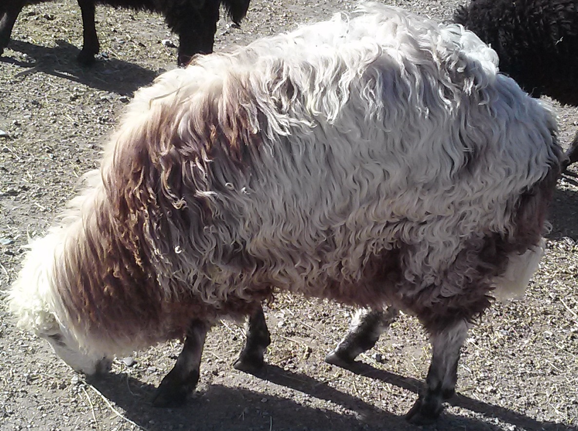 billman-2016-karakul-short-eared-ram-lamb | Karakul Shepherds Alliance