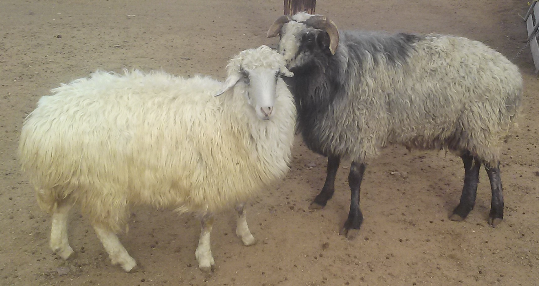 billman-2017-karakul-ewe-ram | Karakul Shepherds Alliance