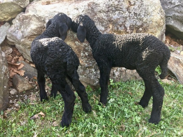 For Sale | Karakul Shepherds Alliance
