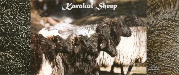 Karakul Sheep | Karakul Shepherds Alliance