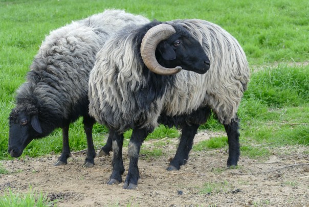 For Sale | Karakul Shepherds Alliance