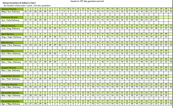 Karakul Sheep | Karakul Shepherds Alliance